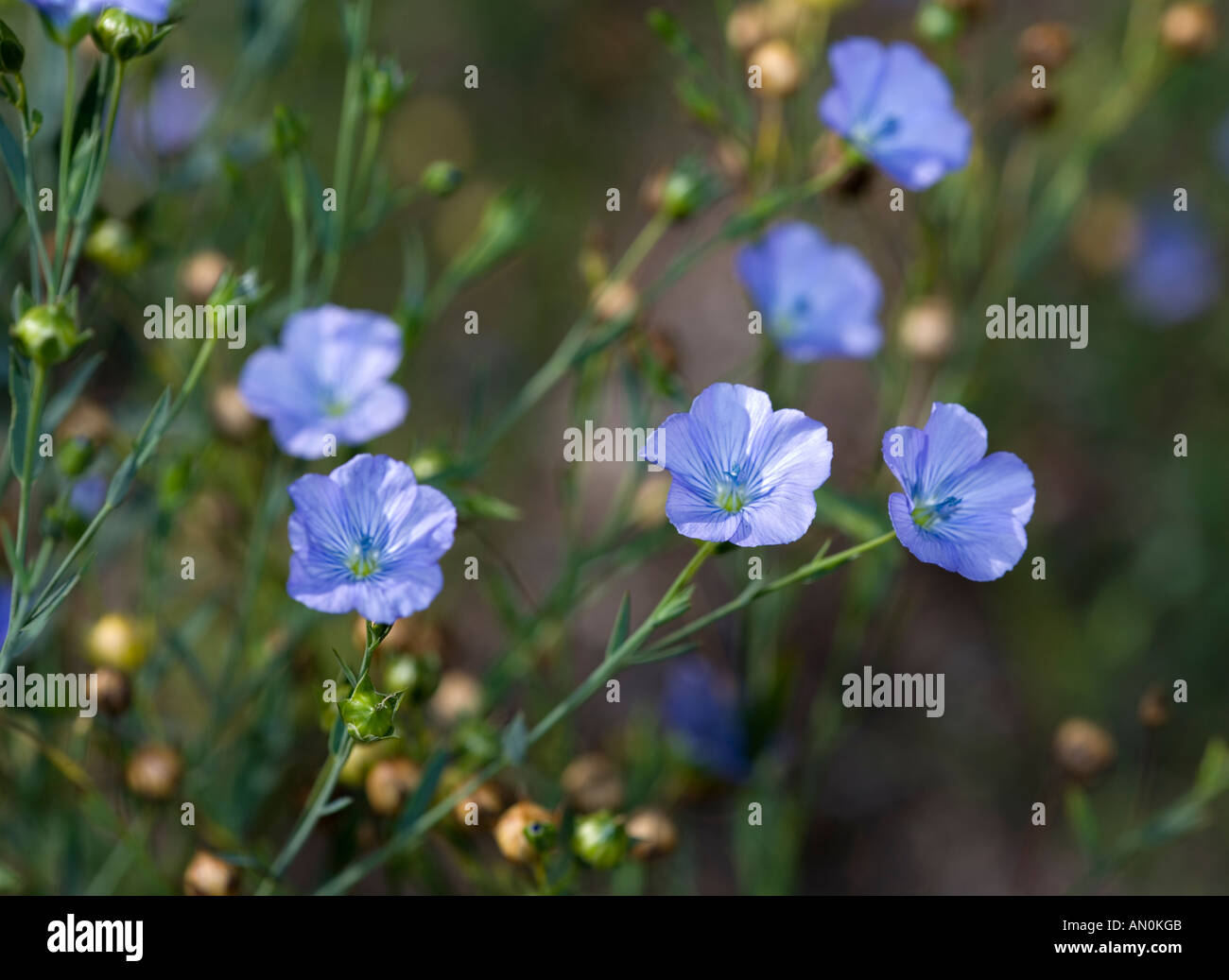 Flax (Linum usitatissimum Stock Photo - Alamy