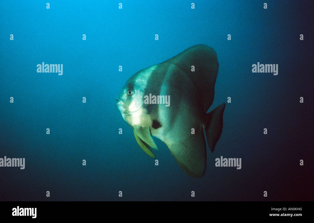Batfish or Circular Spadefish. (Platax Orbicularis) Family Ephippidae ...