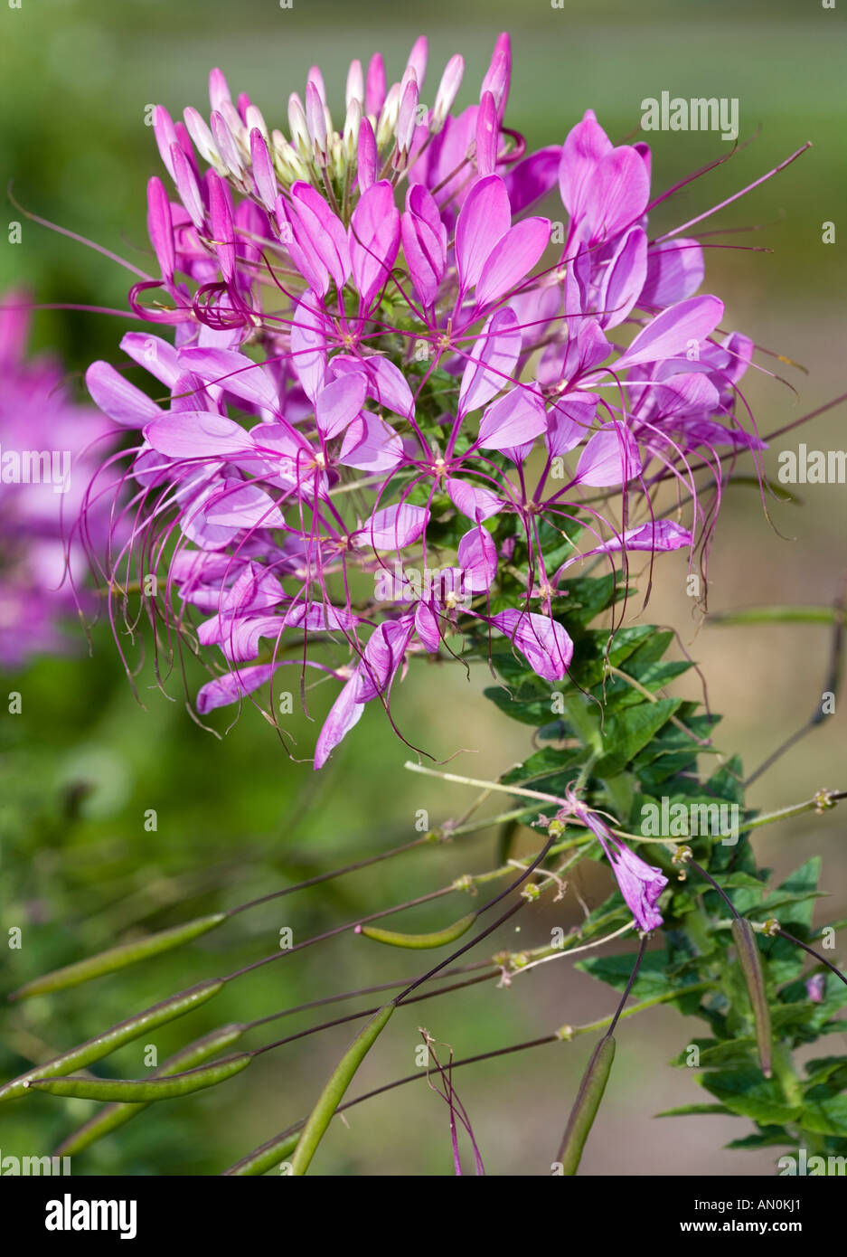 Spider flower (Cleome hassleriana Stock Photo - Alamy
