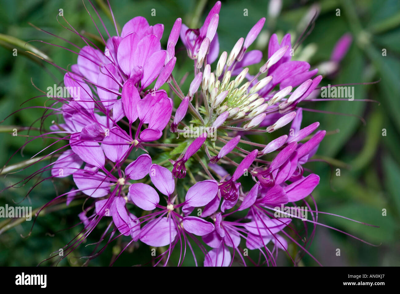 Spider flower (Cleome hassleriana Stock Photo - Alamy