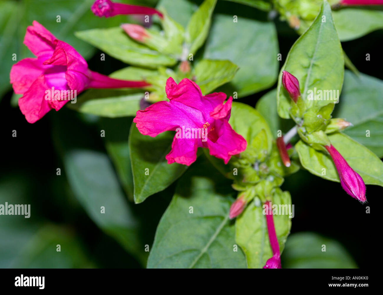 4 o'clock flower (Mirabilis jalapa Stock Photo - Alamy