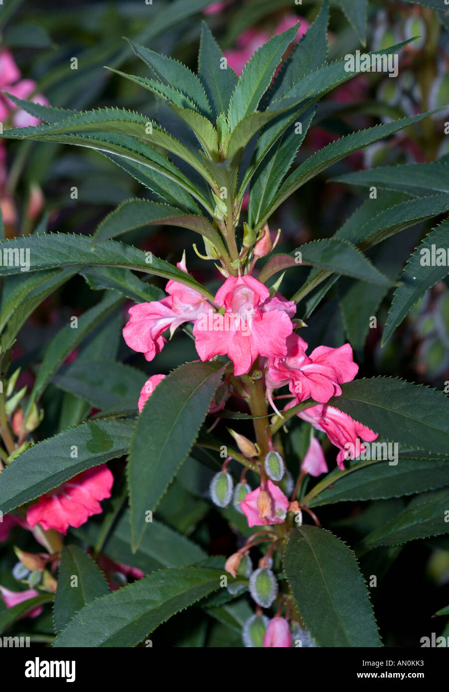 Balsam (Impatiens balsamina Stock Photo - Alamy