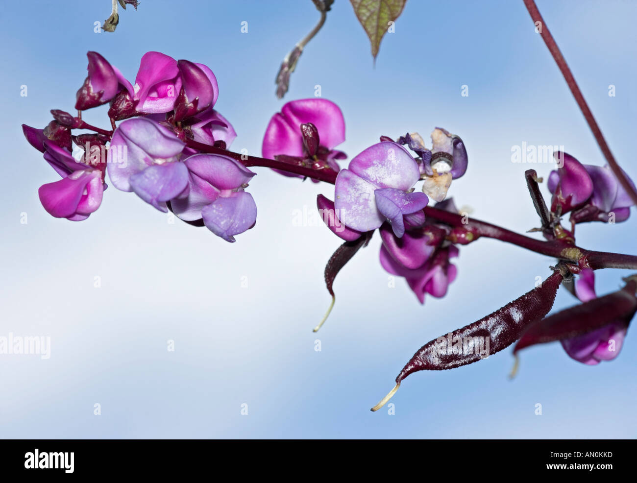 Lablab bean flower (Dolichos lablab Stock Photo - Alamy