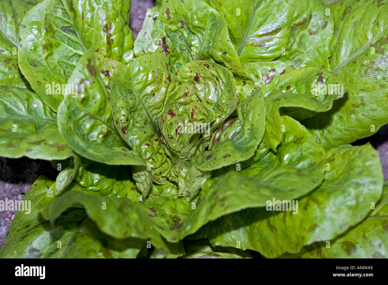 Freckles lettuce hi-res stock photography and images - Alamy