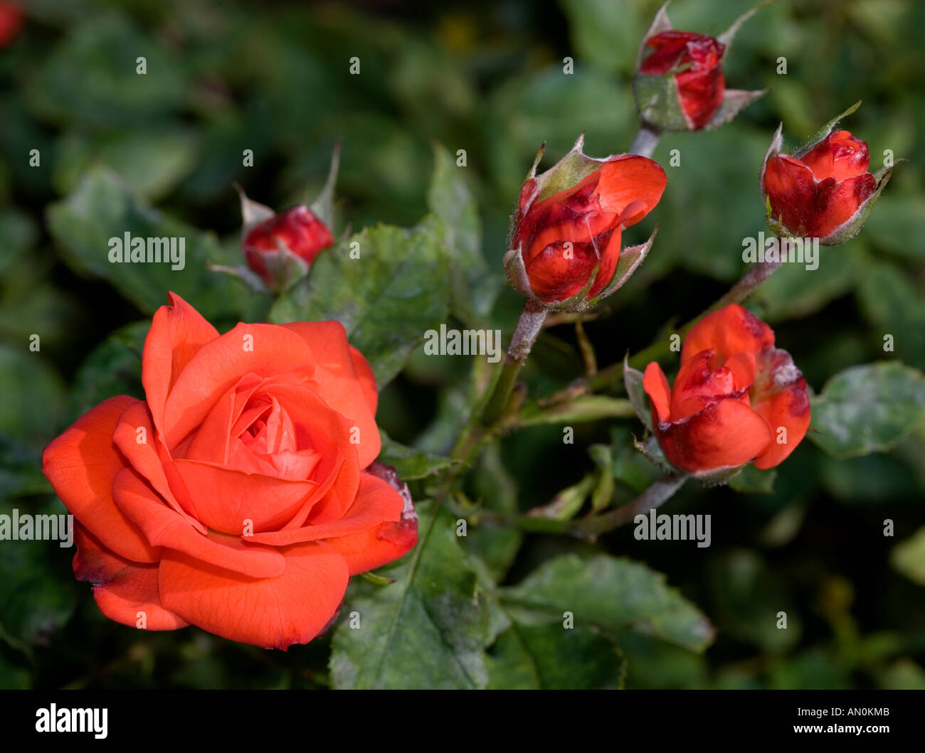 Orange sensation hi-res stock photography and images - Alamy