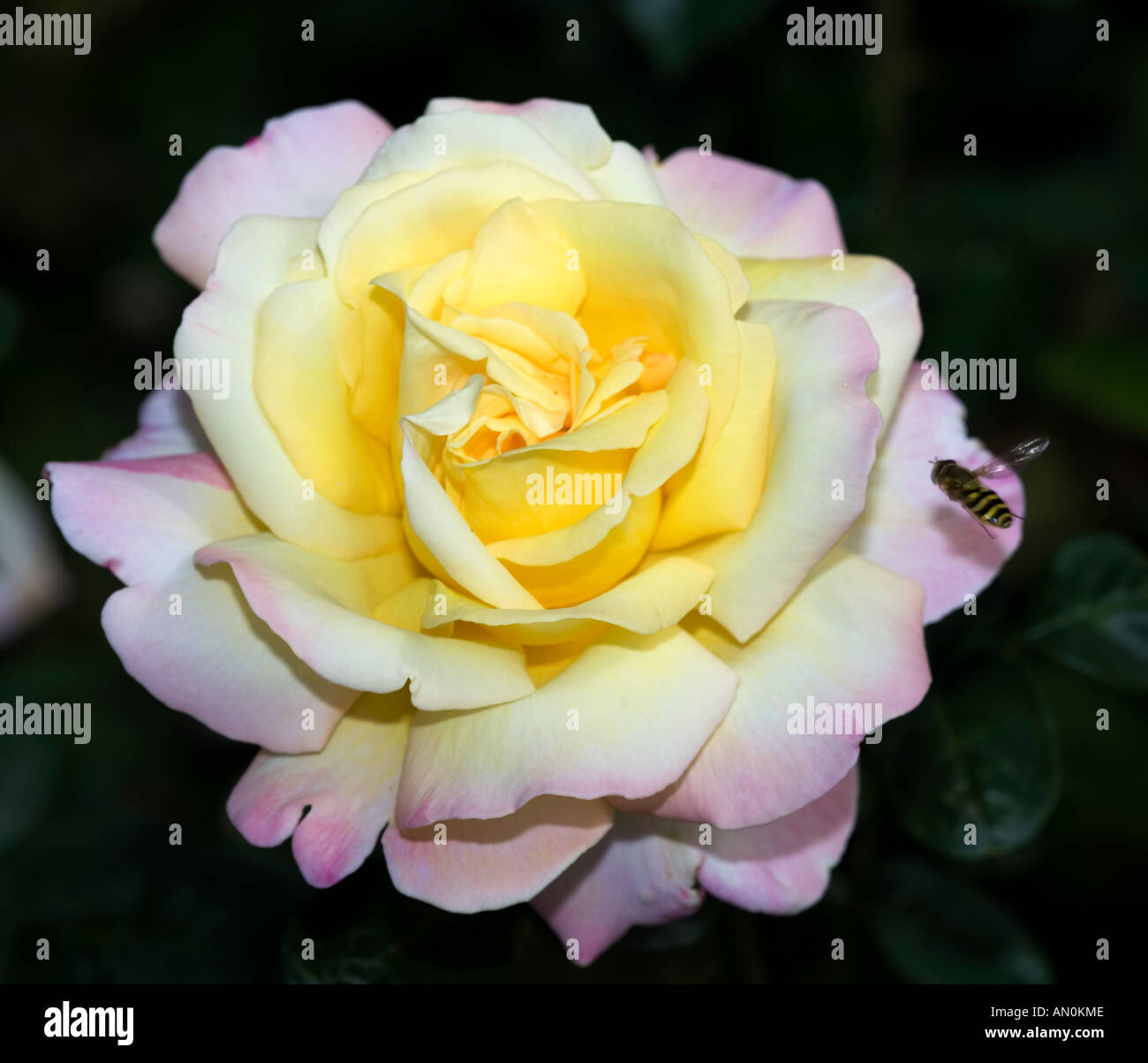Hybrid tea rose "Peace Stock Photo - Alamy