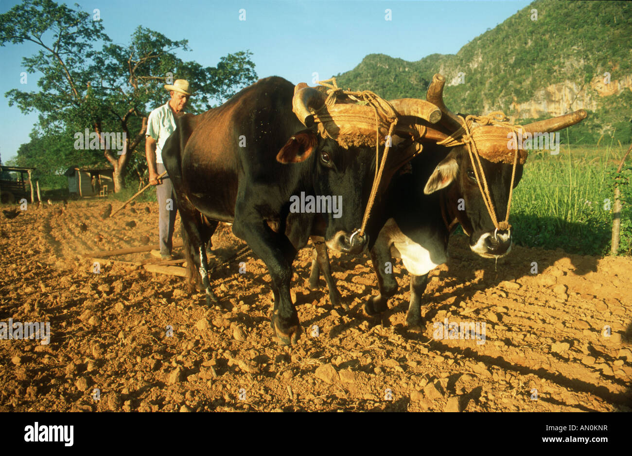 Oxen ploughing on farm at Vinales, Cuba Stock Photo - Alamy