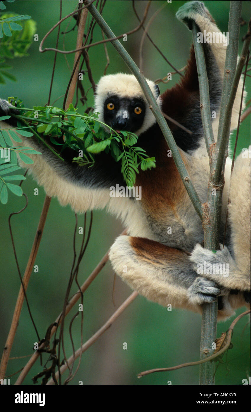 Cockerel's sifaka Propithecus coquereli Ampijoroa Madagascar Stock ...