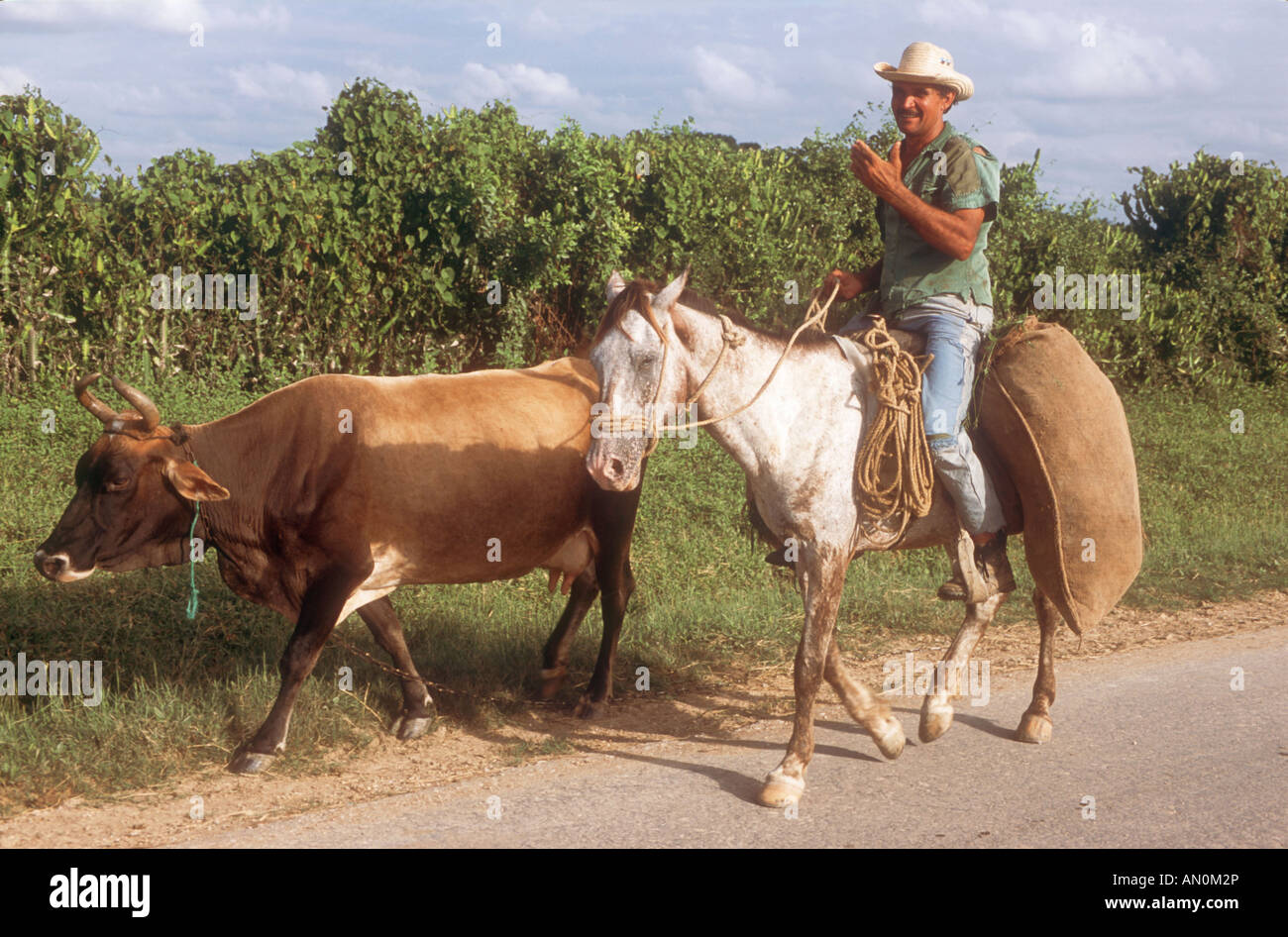 Man riding on horseback herding cow along road in Cuban countryside ...