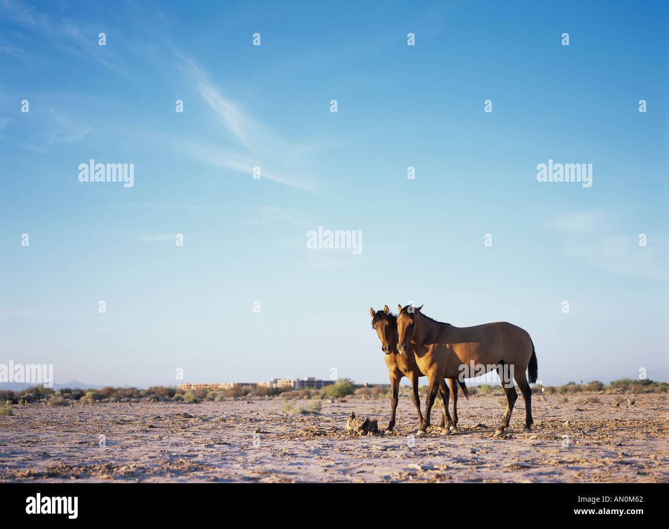 Gila river indian reservation hi-res stock photography and images - Alamy