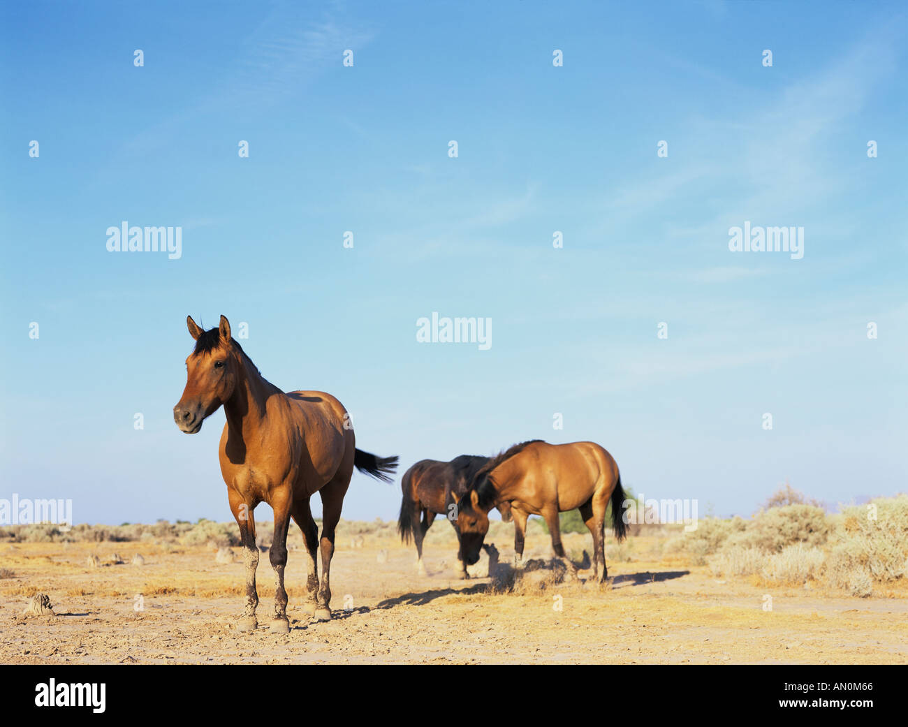 USA Arizona Phoenix Wild mustangs grazing in Sonora Desert on the Gila ...