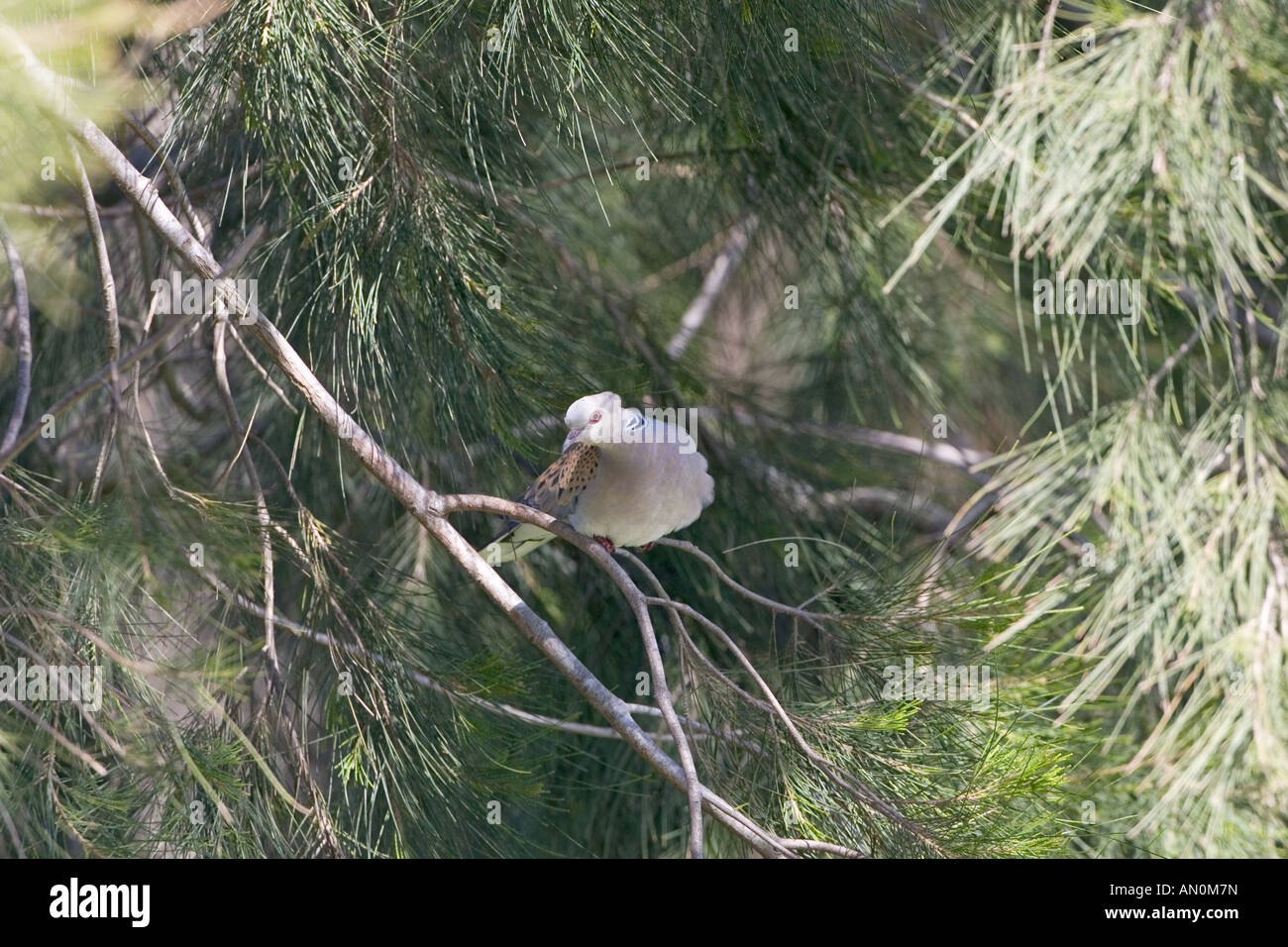 European turtle dove Streptopelia turtur on migration Corsica France ...