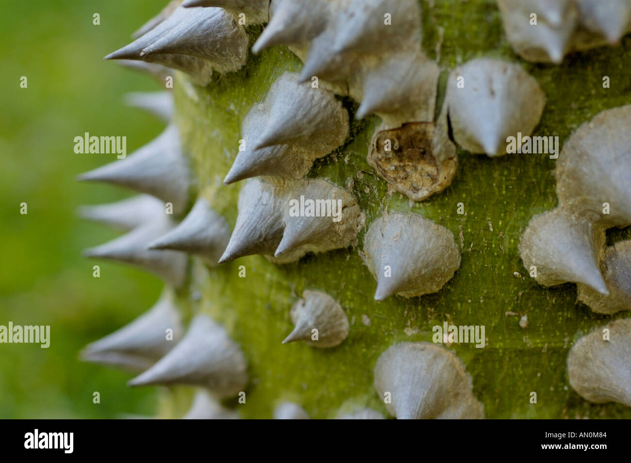 Sharp thorns on a tree trunk Stock Photo - Alamy