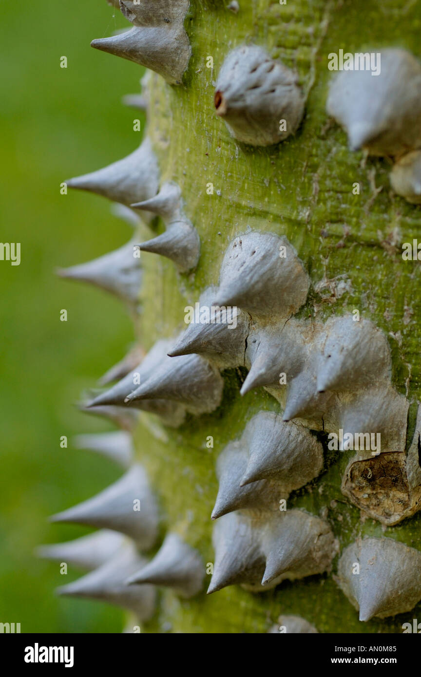 Sharp thorns on a tree trunk Stock Photo - Alamy