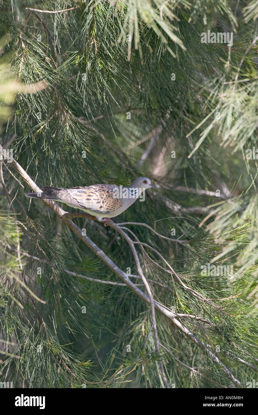 European turtle dove Streptopelia turtur on migration Corsica France ...