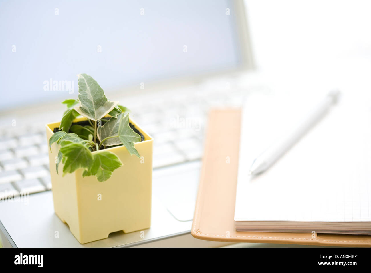 Foliage plant and personal computer Stock Photo - Alamy