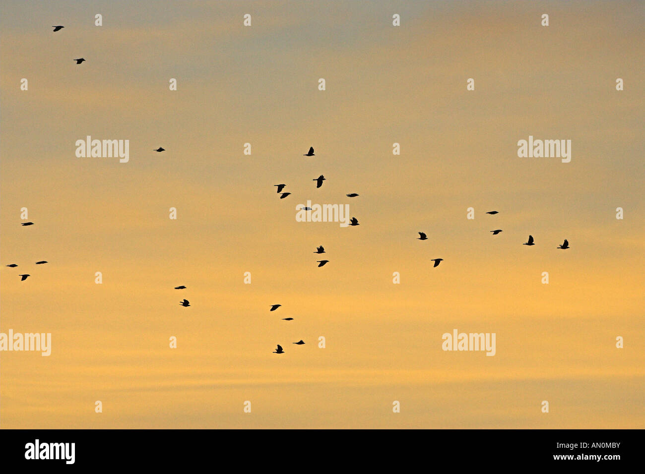 Crows in flight at sunset near Ringwood Hampshire Stock Photo - Alamy