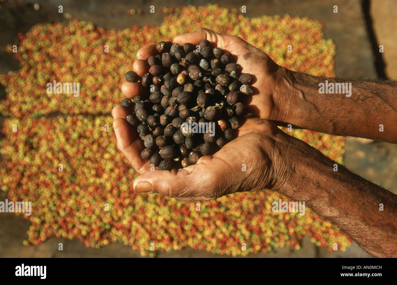 Coffee beans with husks removed, being held above pile of beans with ...