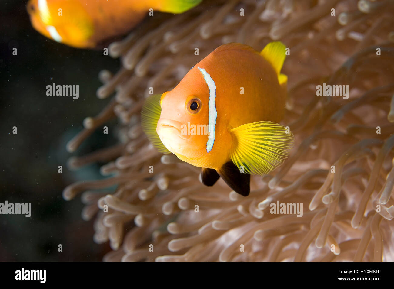 Pink Anemone Fish, false clown fish baros maldives Stock Photo - Alamy