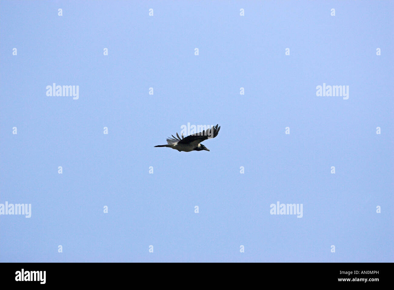 Hooded crow Corvus corone cornix in flight Cap Corse Corsica France ...