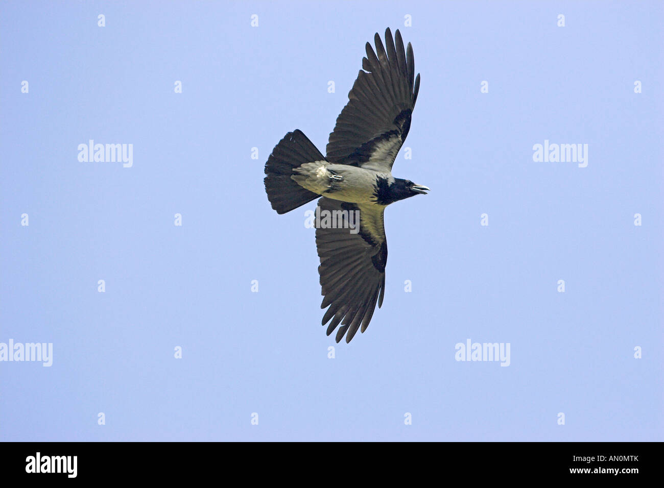 Hooded crow Corvus corone cornix in flight Corsica France Stock Photo ...