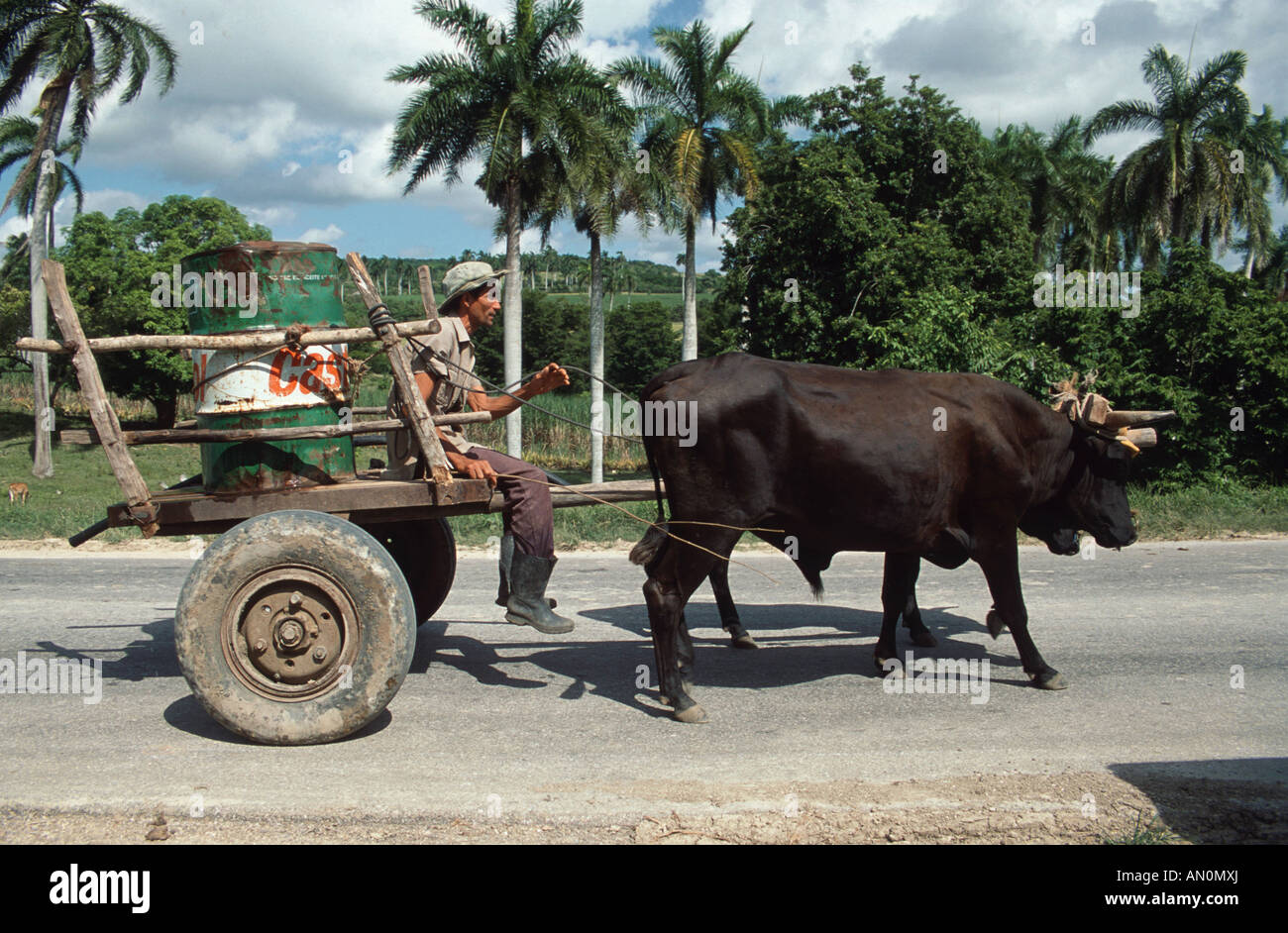 Oxen pulling a primitive cart. Cuba Stock Photo - Alamy