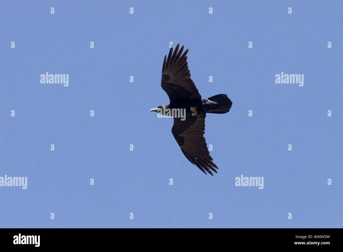 Raven flying arizona hi-res stock photography and images - Alamy
