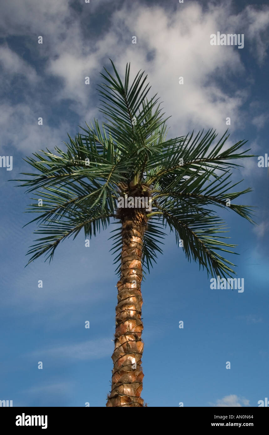 Palm tree against a lovely blue sky Taken in Brighton marina east ...