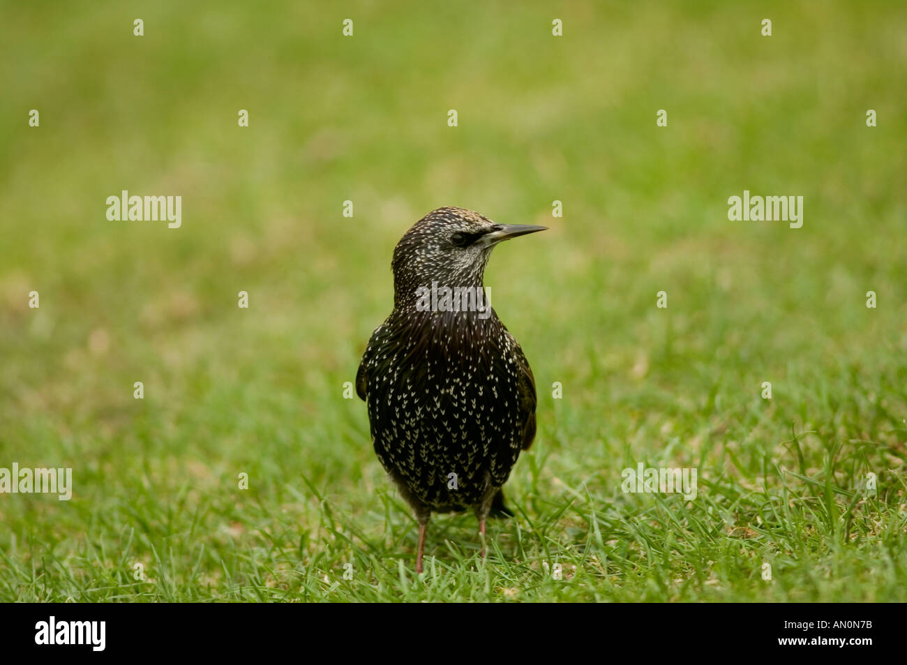 Asian bird flu threat hi-res stock photography and images - Alamy