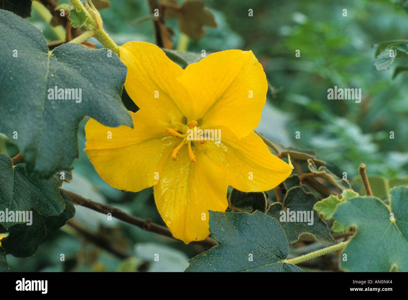 Fremontodendron hi-res stock photography and images - Alamy