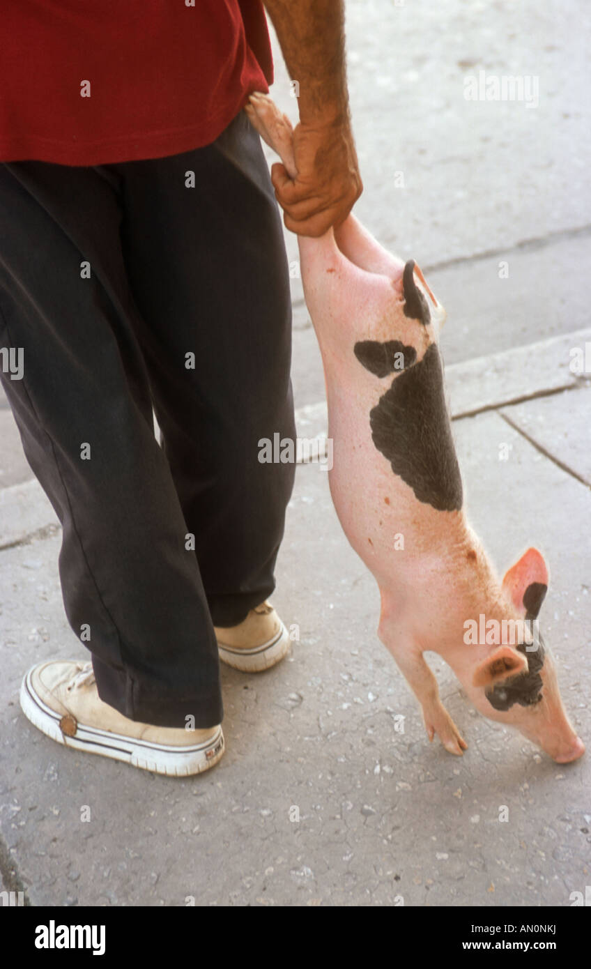 Man standing in street carrying pig by its hind legs. Cuba Stock Photo ...