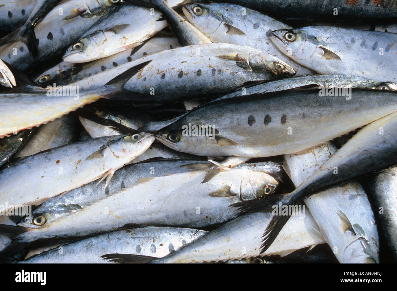 mackerel fish close up Stock Photo - Alamy