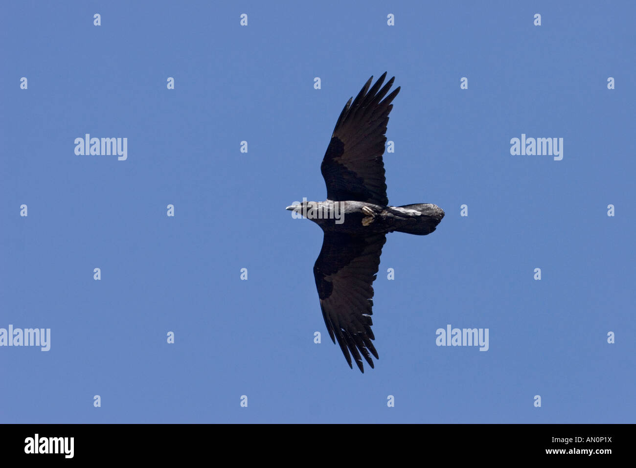 Chihuahuan Raven Corvus cryptoleucus Tucson Pima Co ARIZONA USA 15 ...