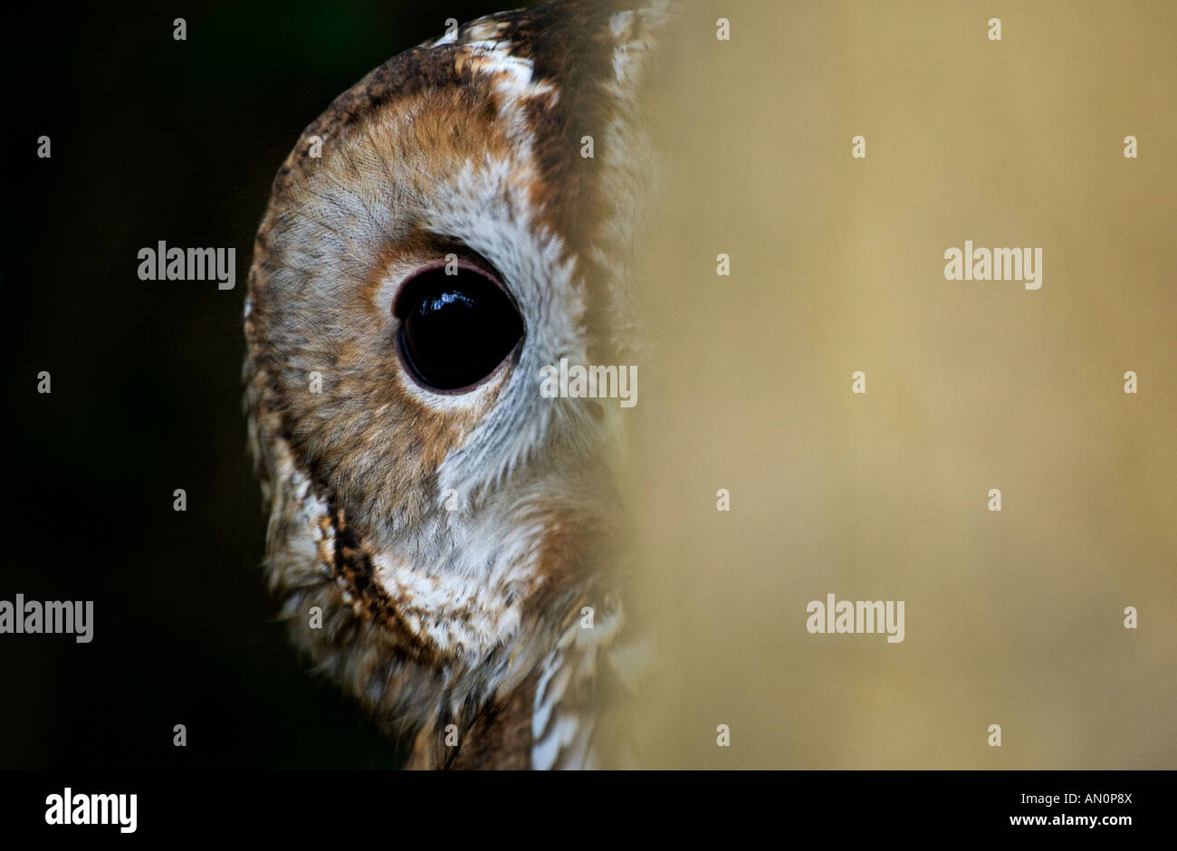 Peering around tree hi-res stock photography and images - Alamy