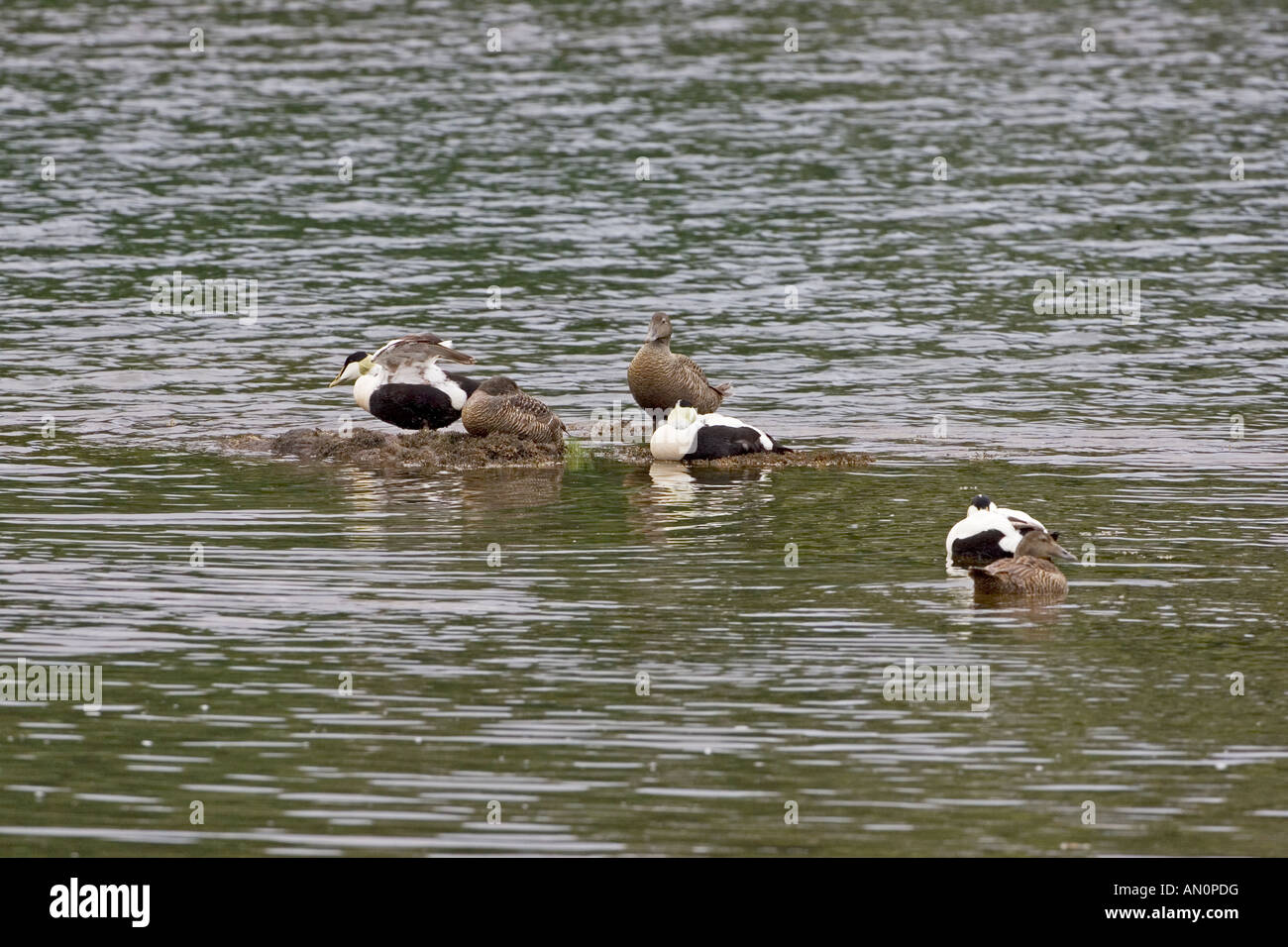 Common eider Somateria mollissima on small island in sea loch Mull ...