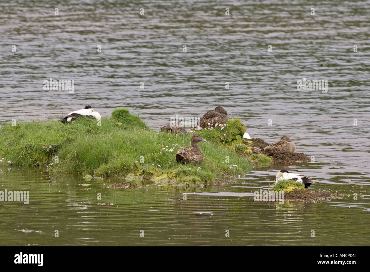 Common eider Somateria mollissima on small island in sea loch Mull ...