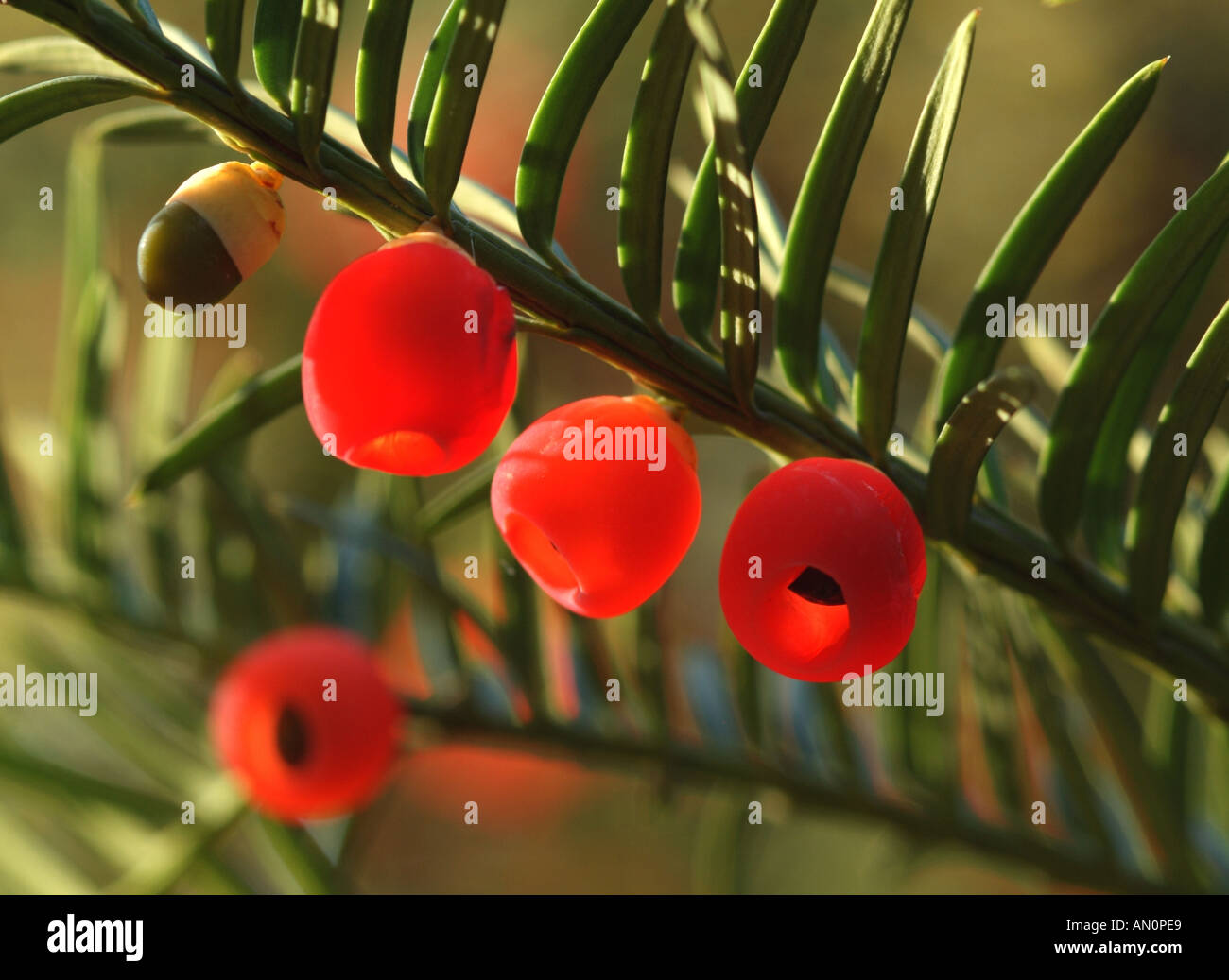 Yew tree red berries on the twig Taxus baccata Stock Photo - Alamy