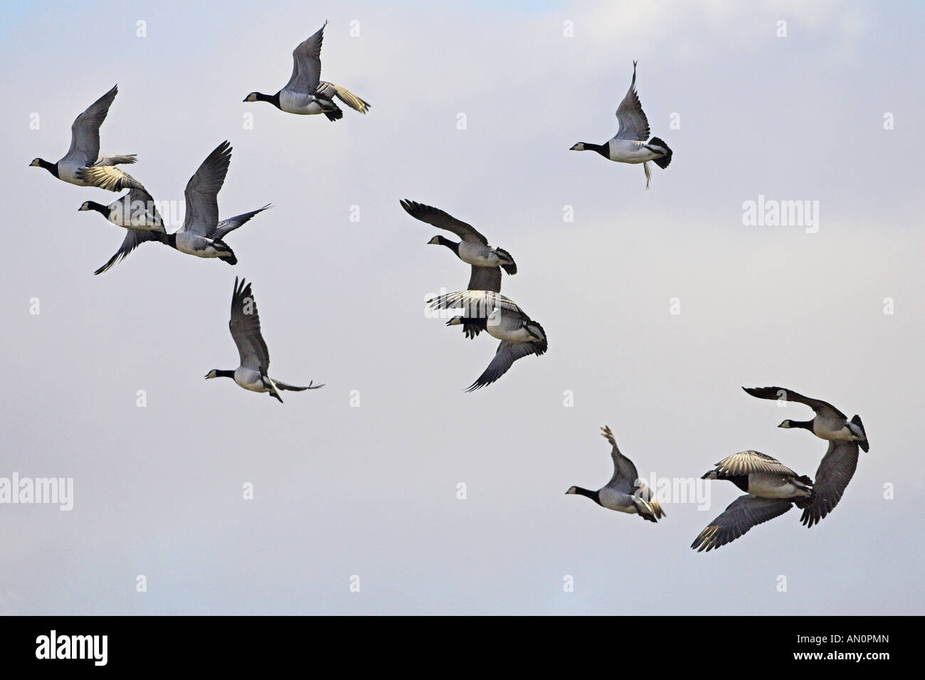 Group of eleven hi-res stock photography and images - Alamy