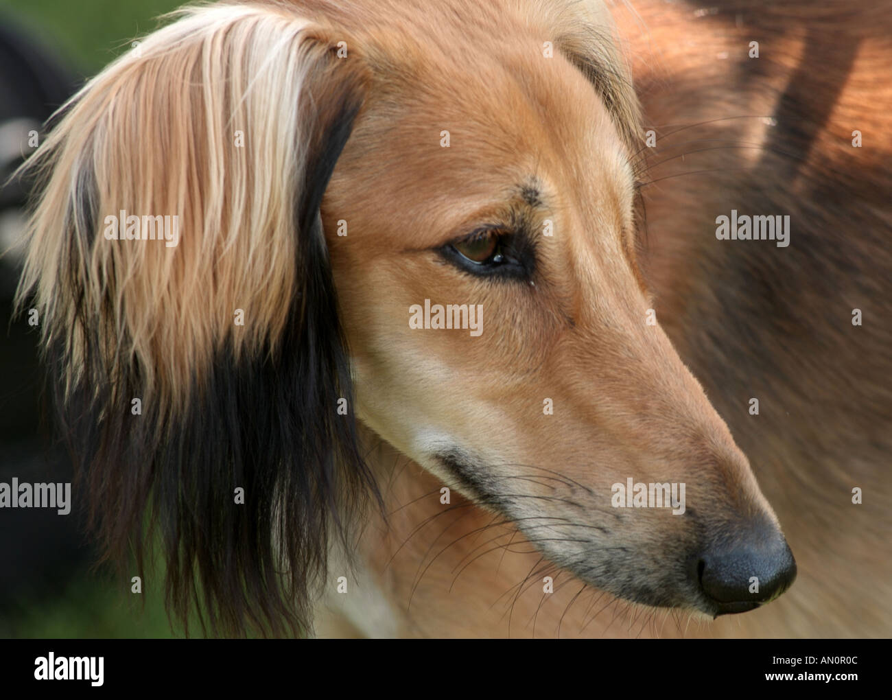Saluki dog hi-res stock photography and images - Alamy