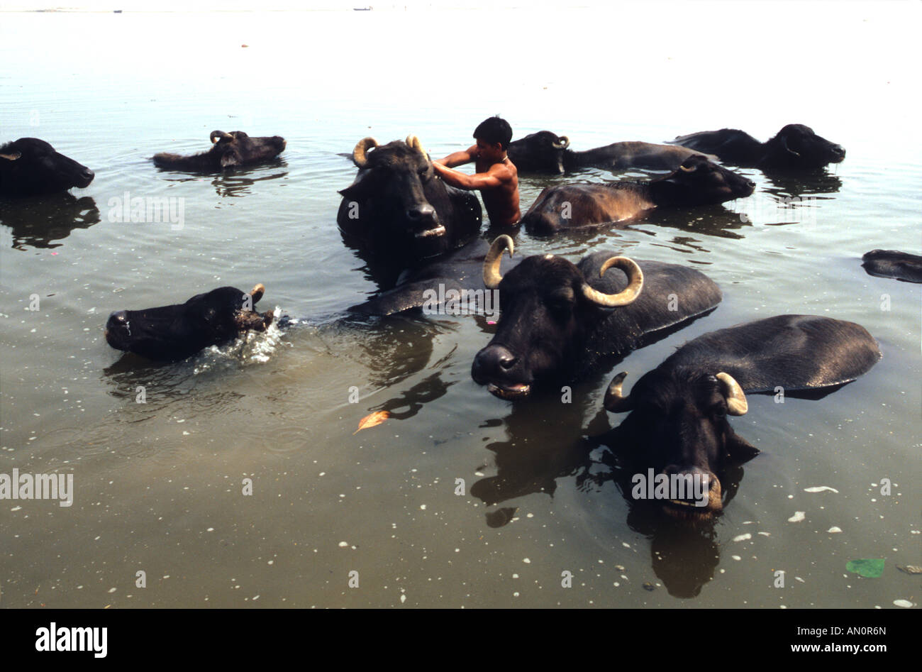 Man washing buffalo hi-res stock photography and images - Alamy