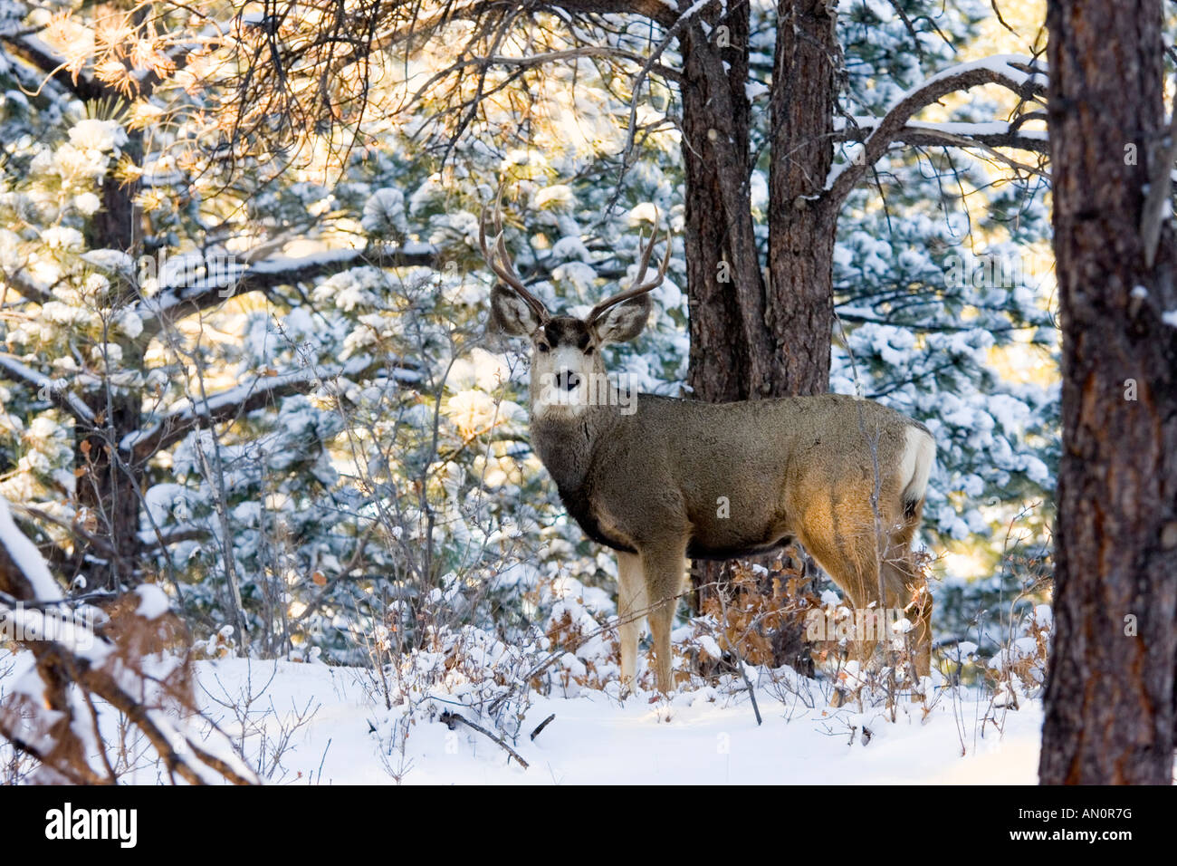 Buck standing in snow hi-res stock photography and images - Alamy