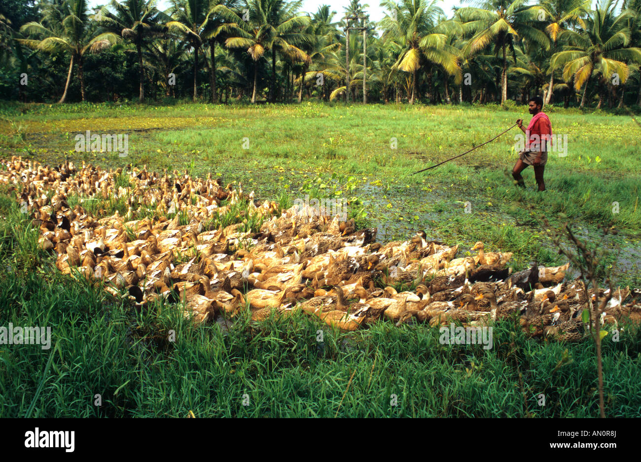 Farm worker with flock of ducks in Kerala State India Stock Photo - Alamy