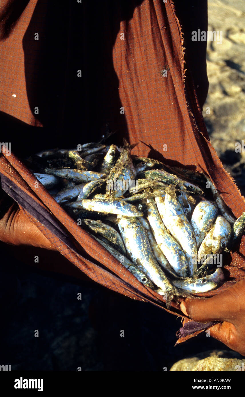 fisherman showing his catch of the day Stock Photo - Alamy