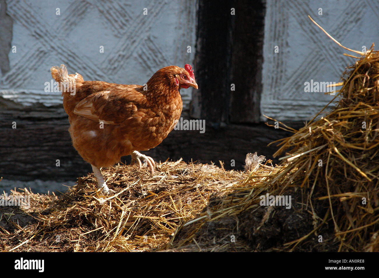Bauernhof freilaufend Huehner Freilandhaltung Stock Photo - Alamy