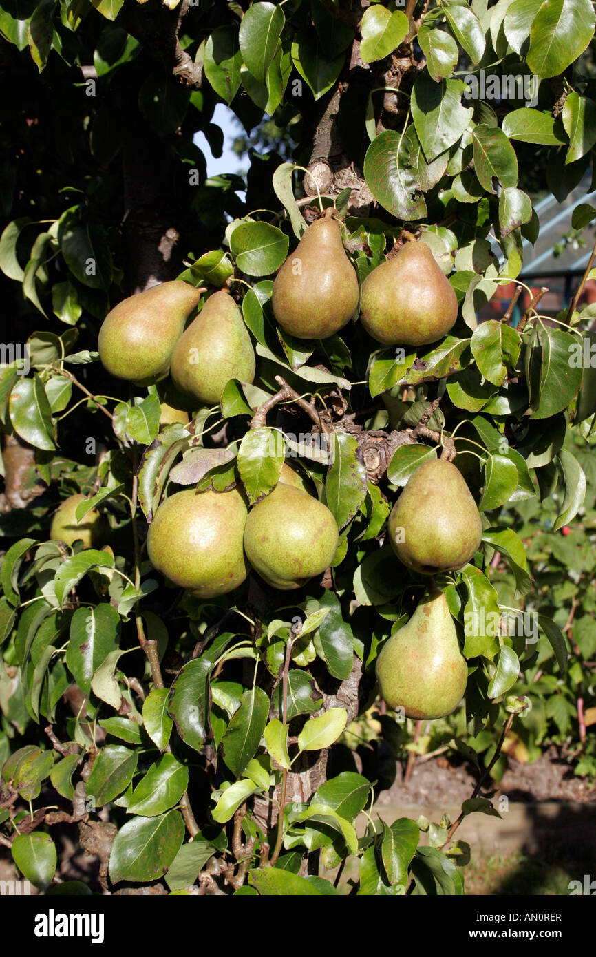 COMICE PEARS GROWING ON THE TREE Stock Photo - Alamy