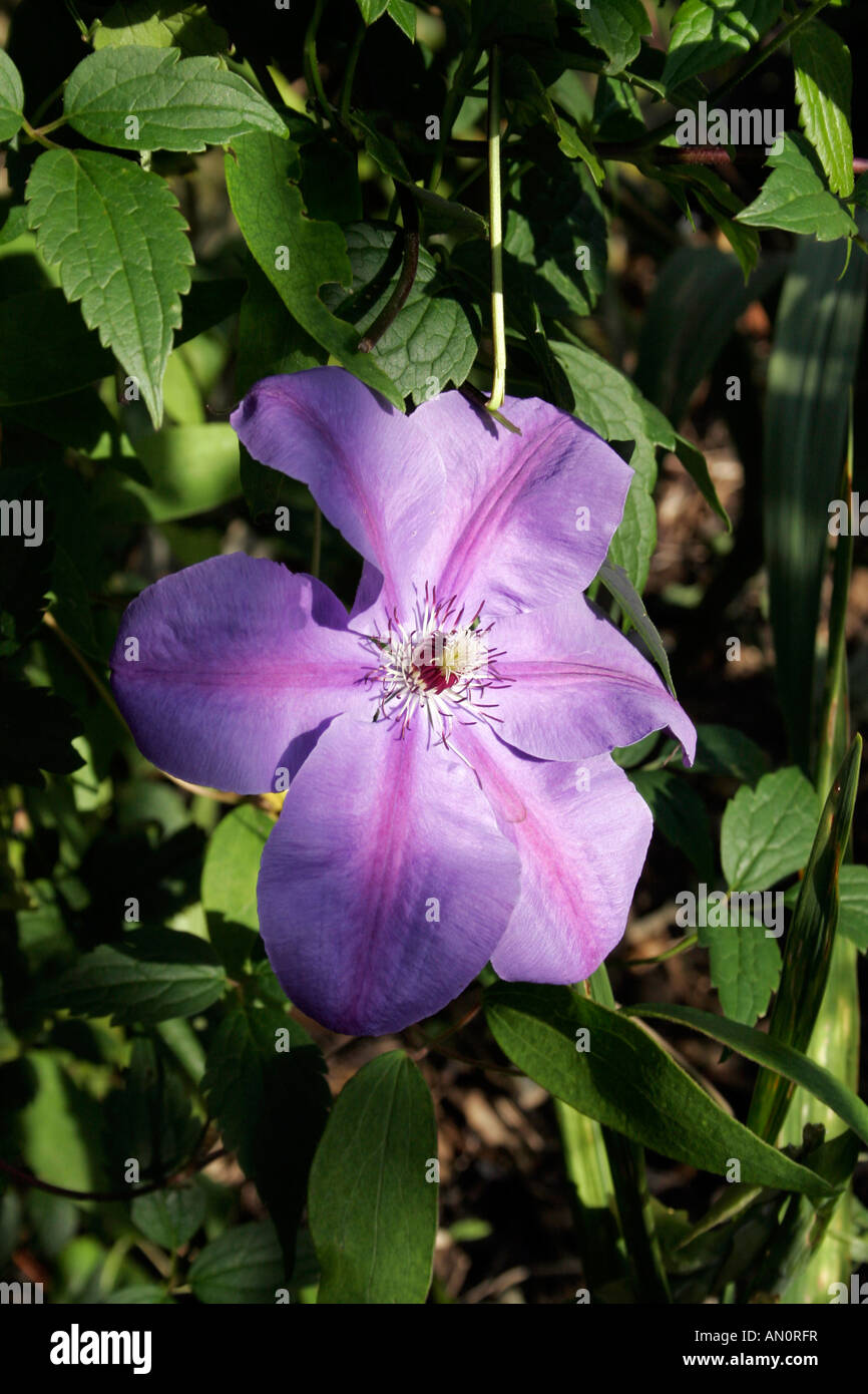 CLEMATIS BLUE RAVINE Stock Photo - Alamy