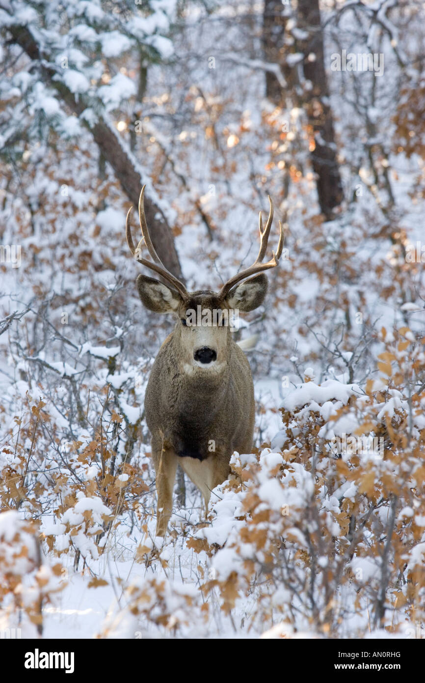 Mule deer herd in deep hi-res stock photography and images - Alamy