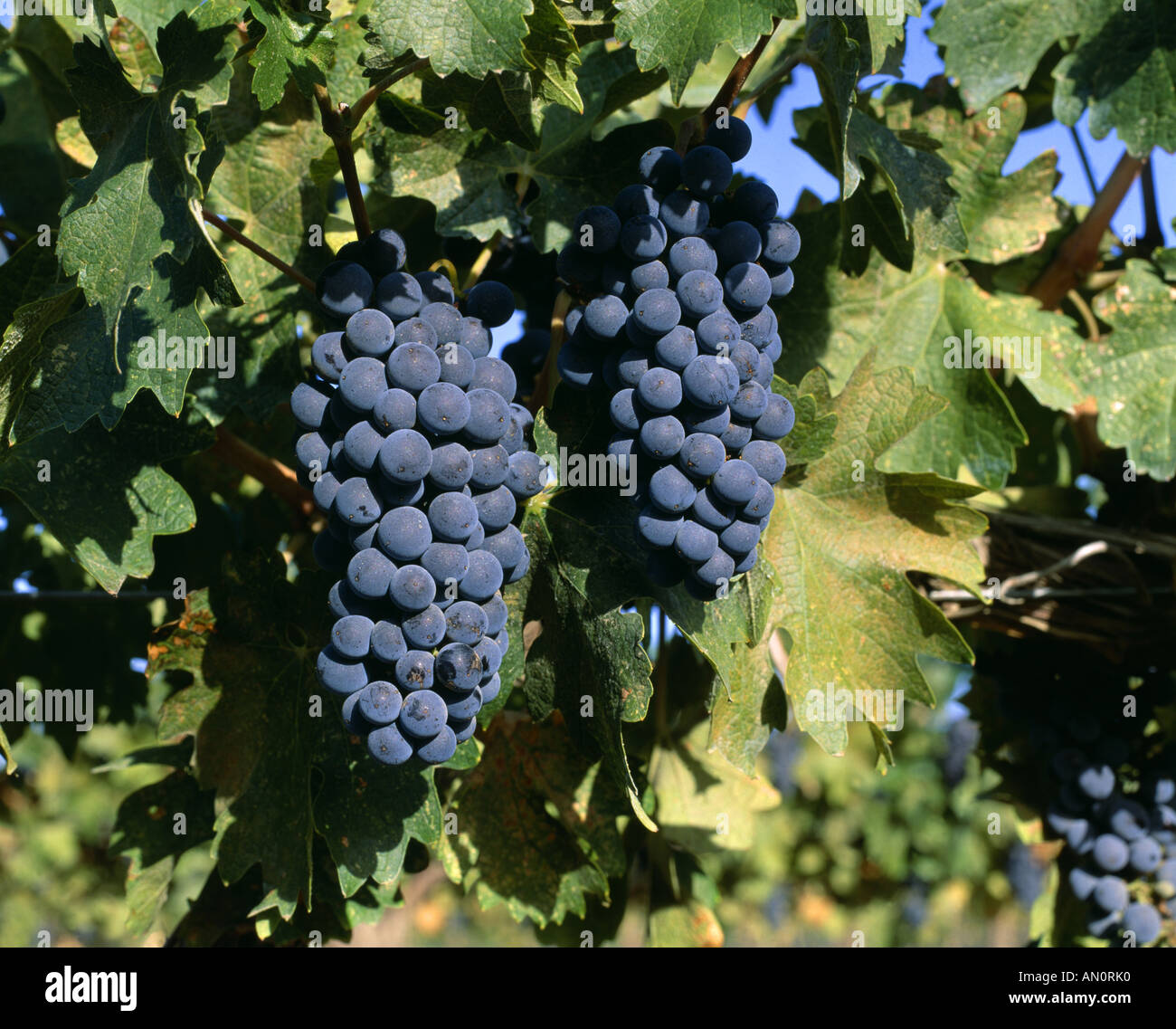 Zinfandel hi-res stock photography and images - Alamy