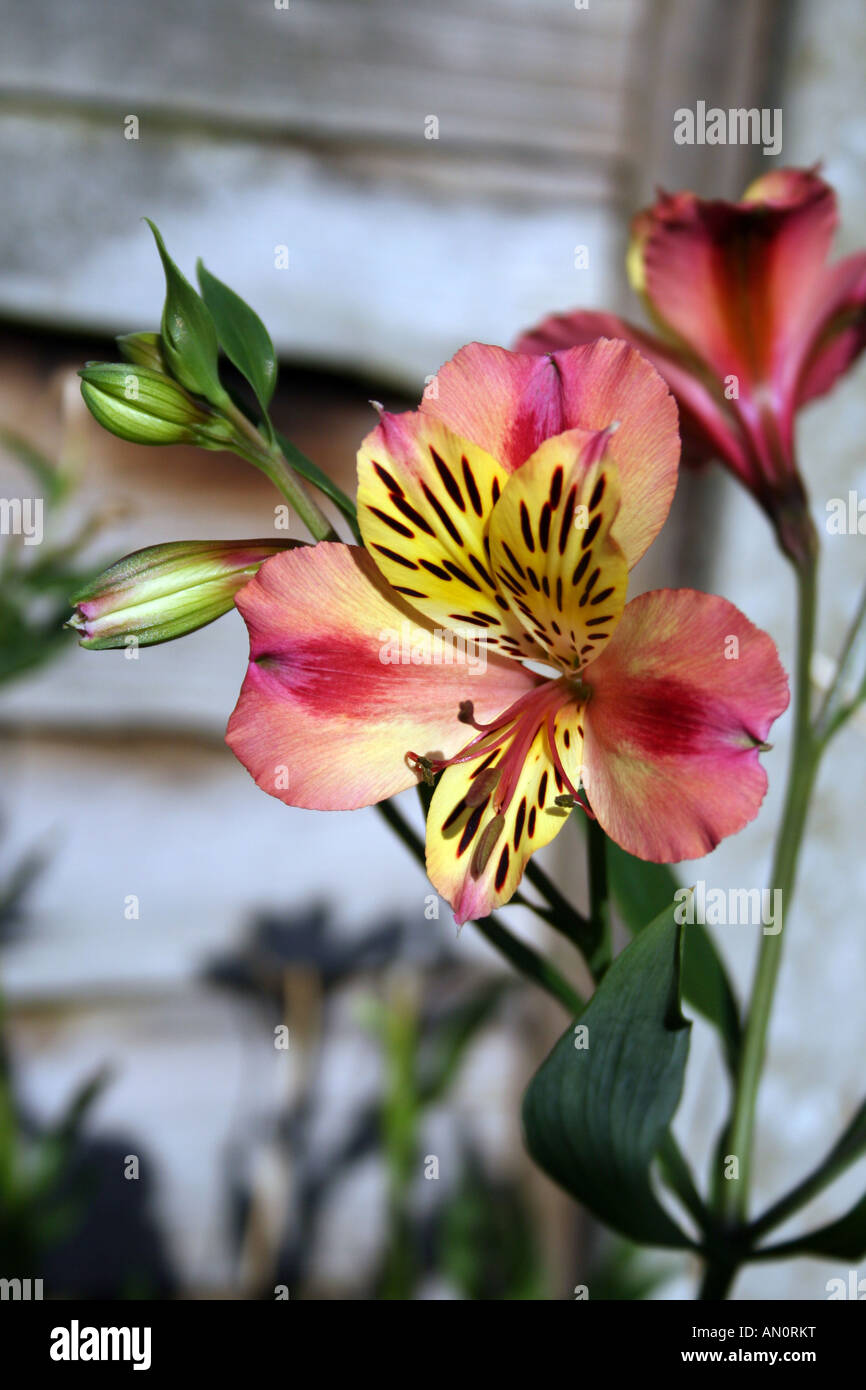 ALSTROEMERIA PARIGO CHARM. PERUVIAN LILY Stock Photo - Alamy