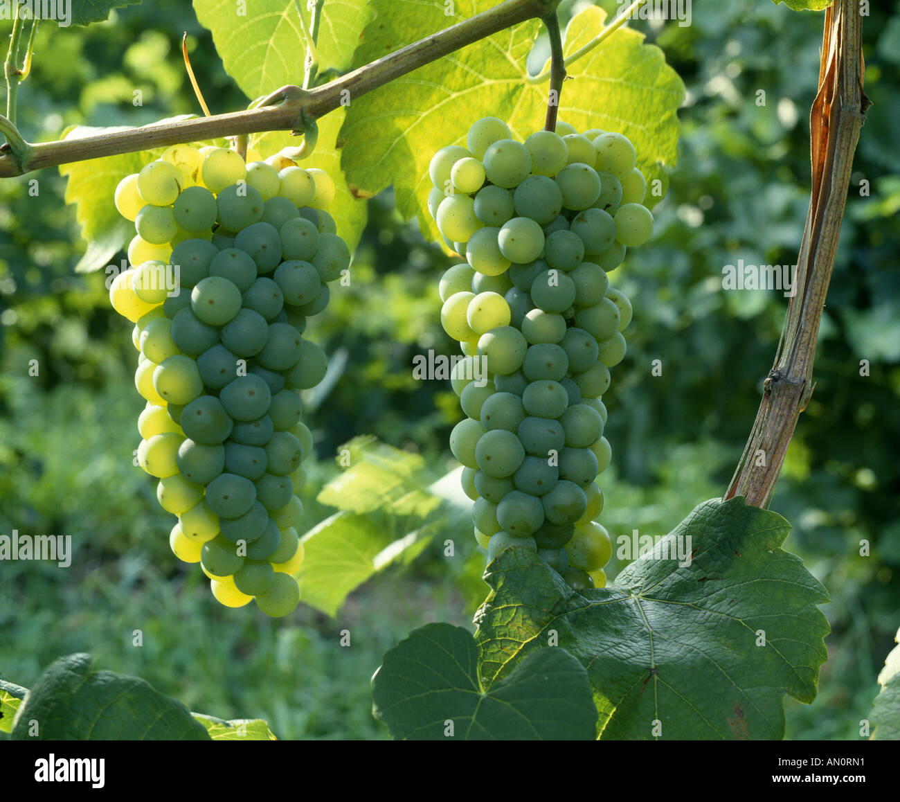 Cayuga High Resolution Stock Photography and Images - Alamy